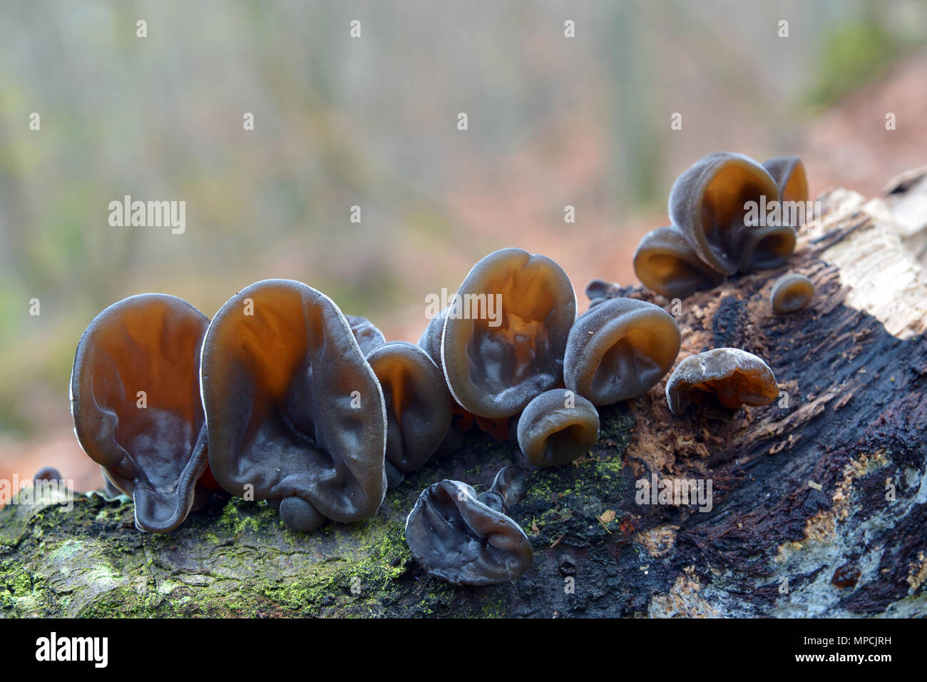 Known as the jews ear hi-res stock photography and images - Alamy