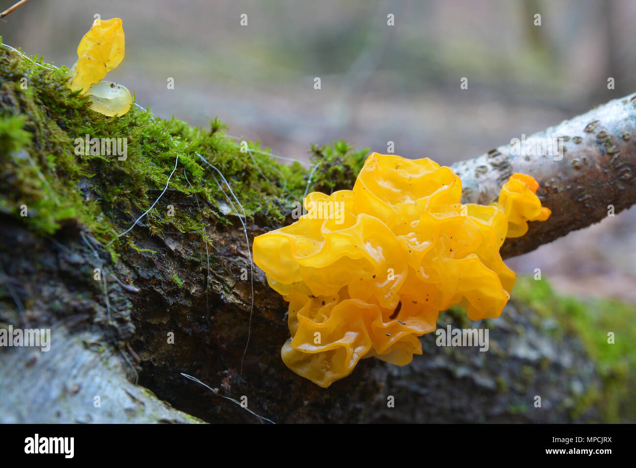 Tremella Mesenterica