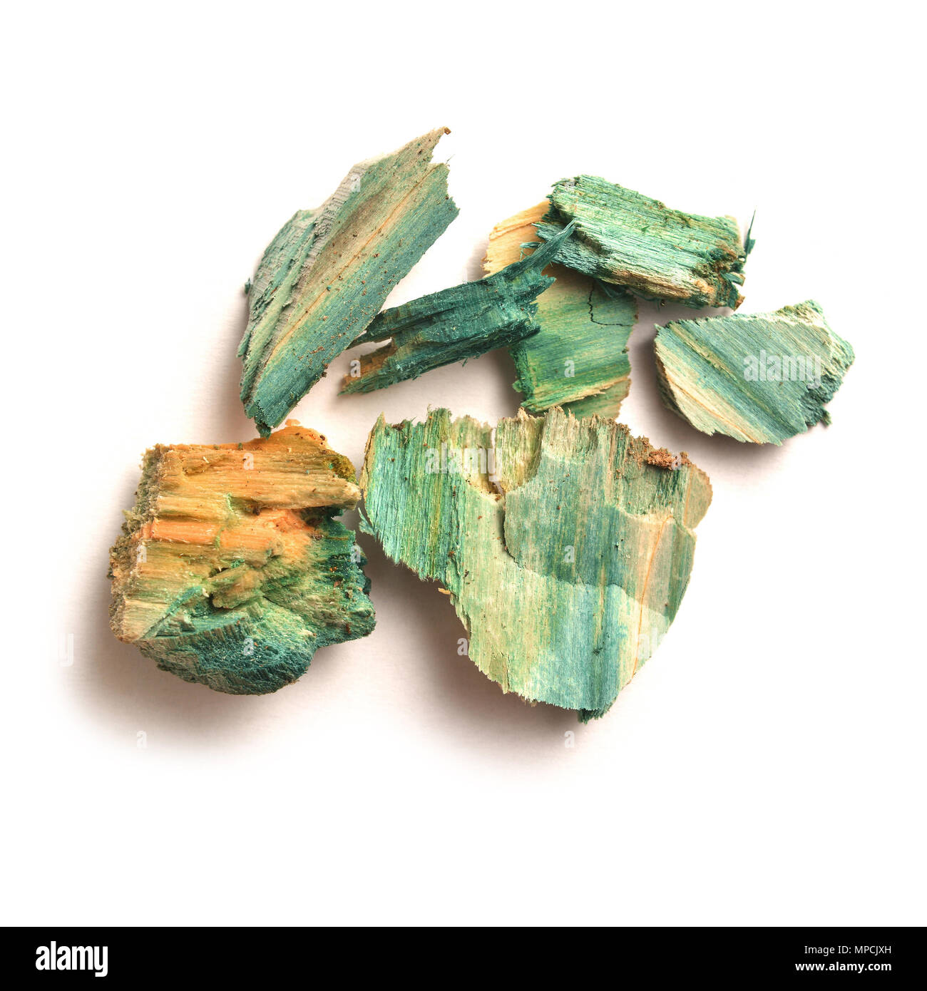 Chlorociboria aeruginascens fungus hi-res stock photography and images ...