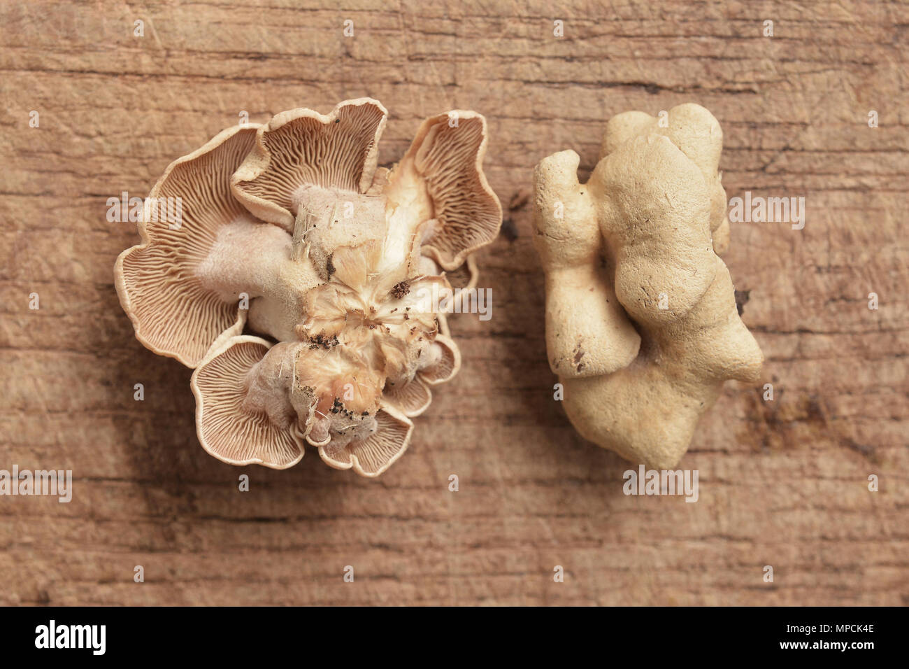 panellus stipticus mushroom, known as the bitter oysterling Stock Photo ...