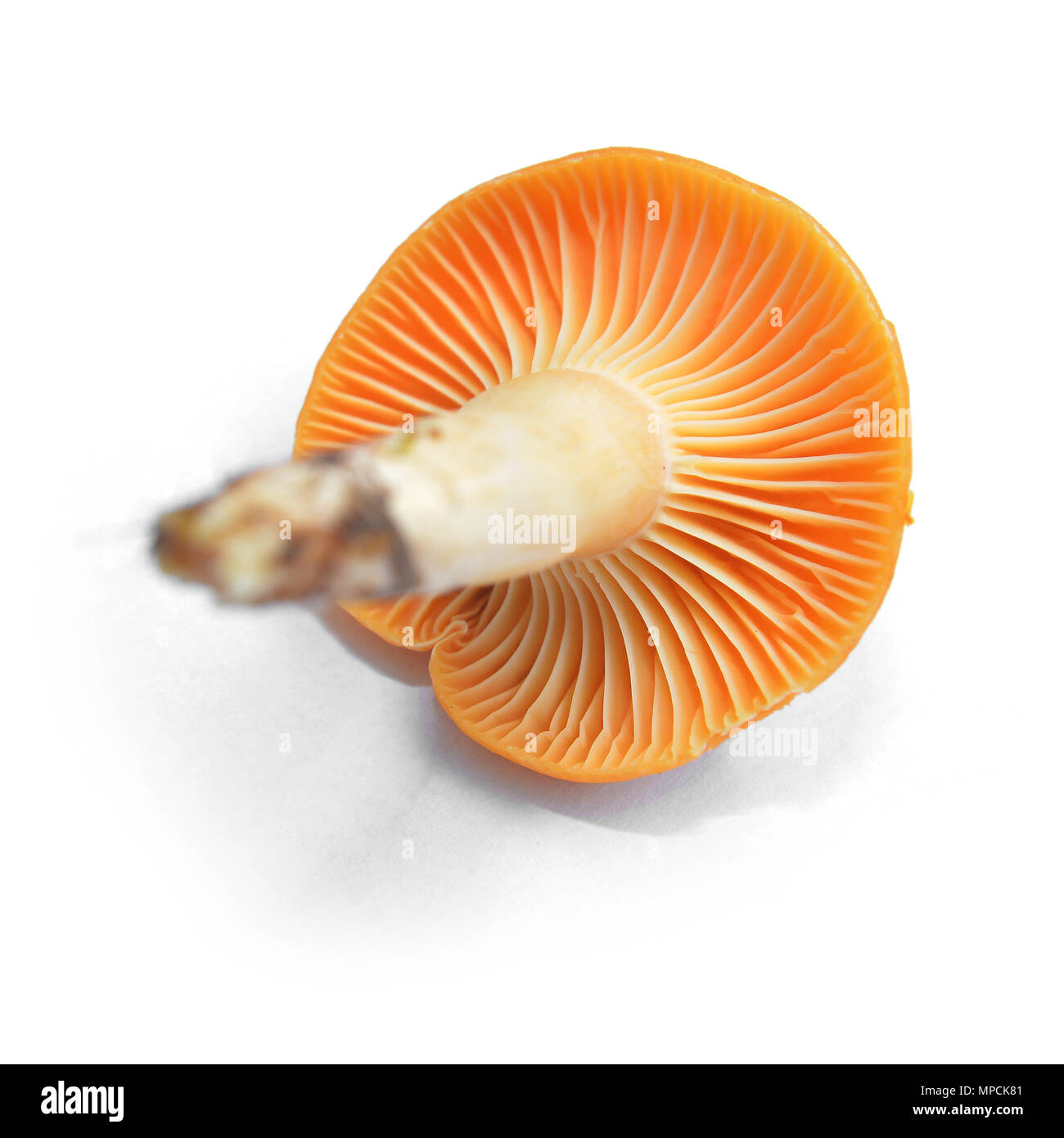 Cuphophyllus pratensis mushroom isolated on white Stock Photo - Alamy