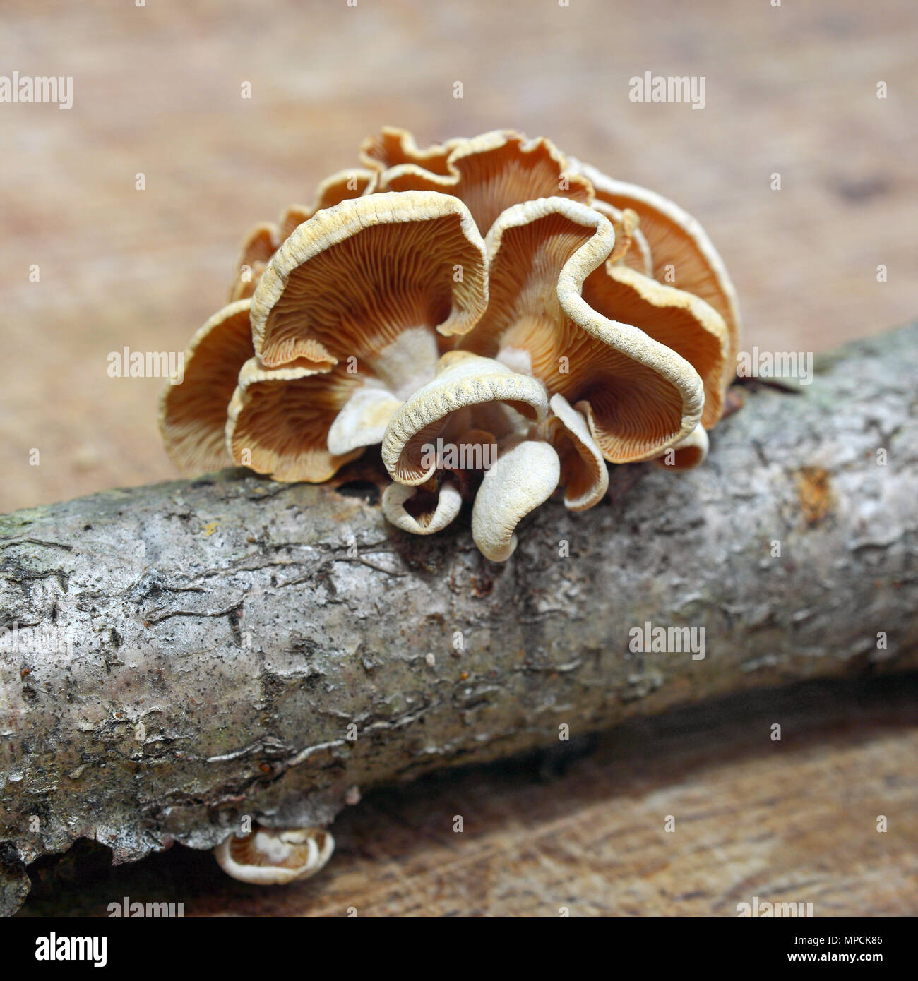 panellus stipticus mushroom, known as the bitter oysterling Stock Photo ...