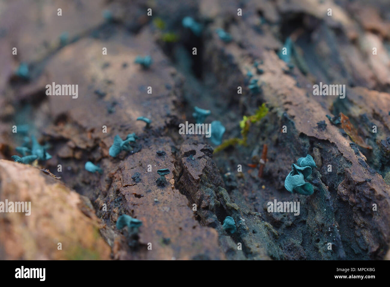 Chlorociboria Aeruginascens fungus closeup on oak log, green elfcup ...