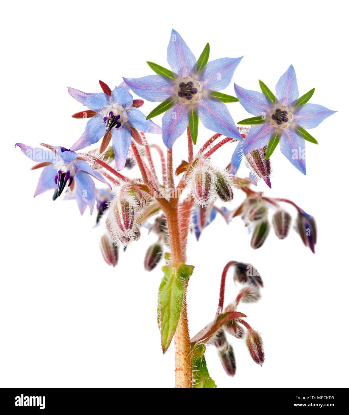 Borage on white hi-res stock photography and images - Alamy