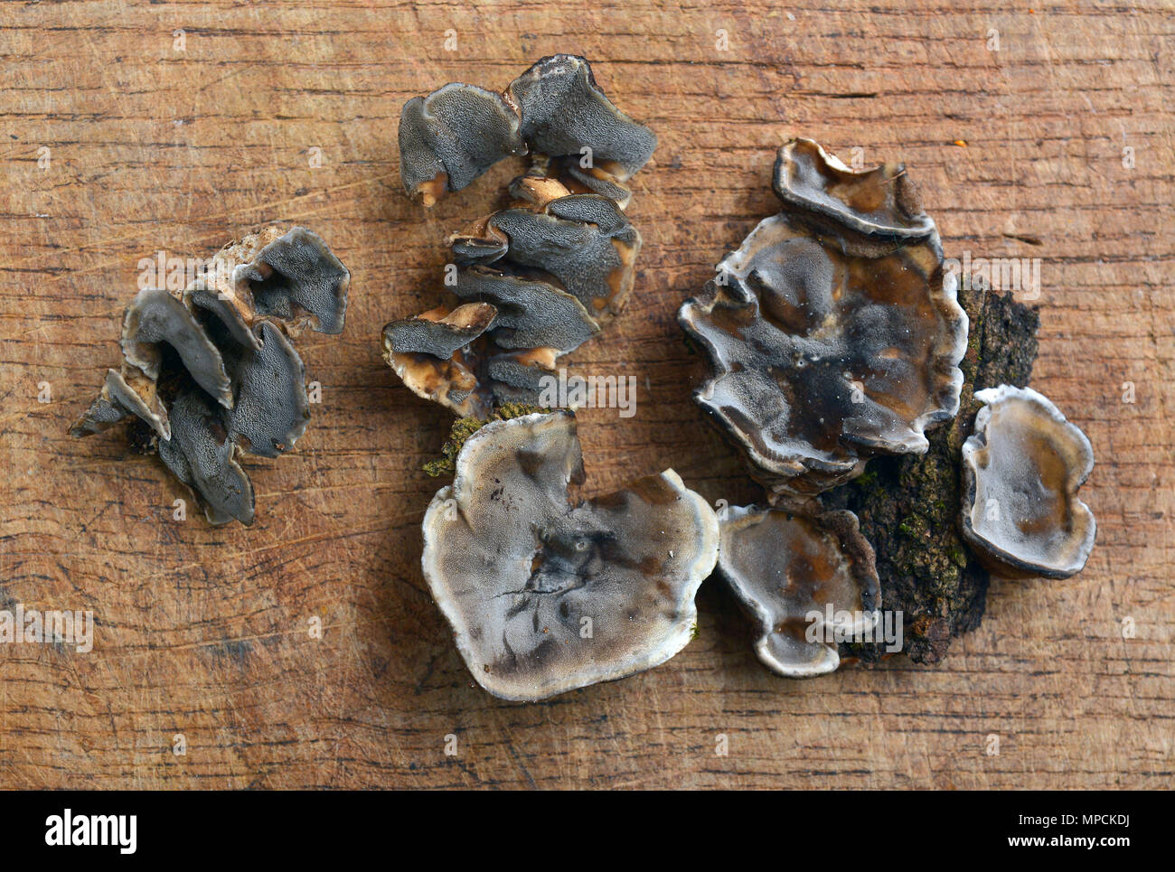 Bjerkandera adusta hi-res stock photography and images - Alamy