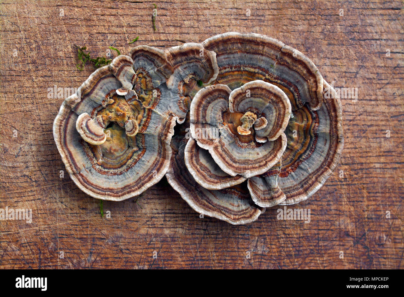 trametes versicolor mushroom, commonly the turkey tail Stock Photo - Alamy