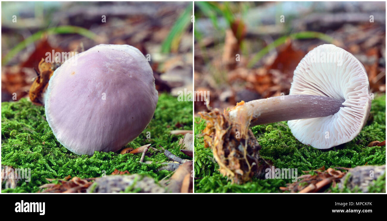 mycena pura mushrooms, commonly known as the lilac bonnet Stock Photo ...