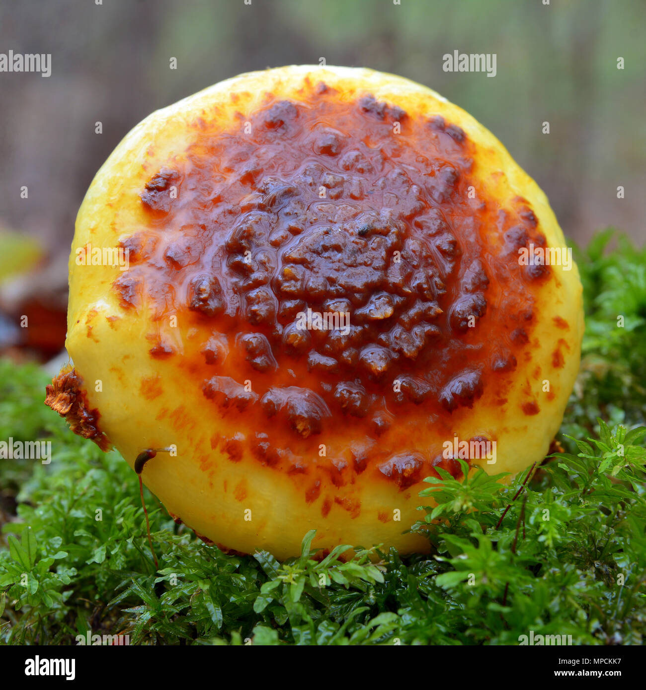 pholiota limonella mushroom in the woods Stock Photo - Alamy