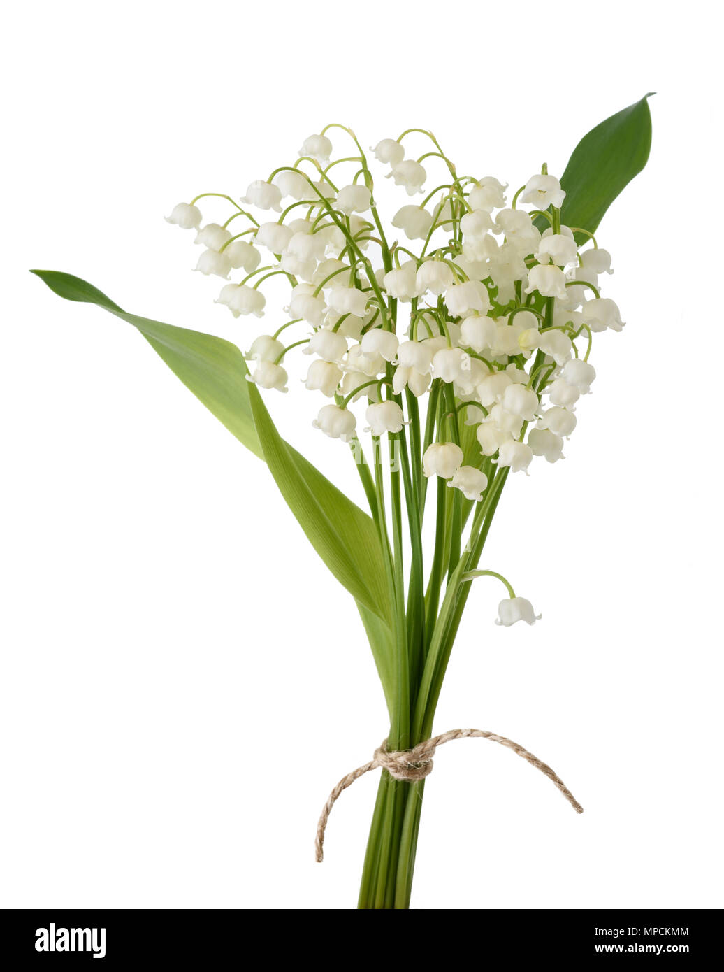 Lily of the valley hi-res stock photography and images - Alamy