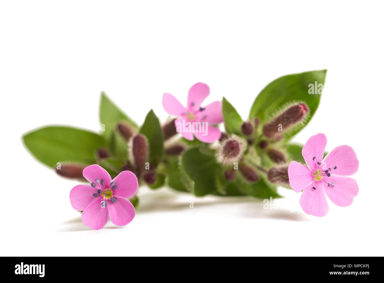 Saponaria Officinalis High Resolution Stock Photography and Images - Alamy
