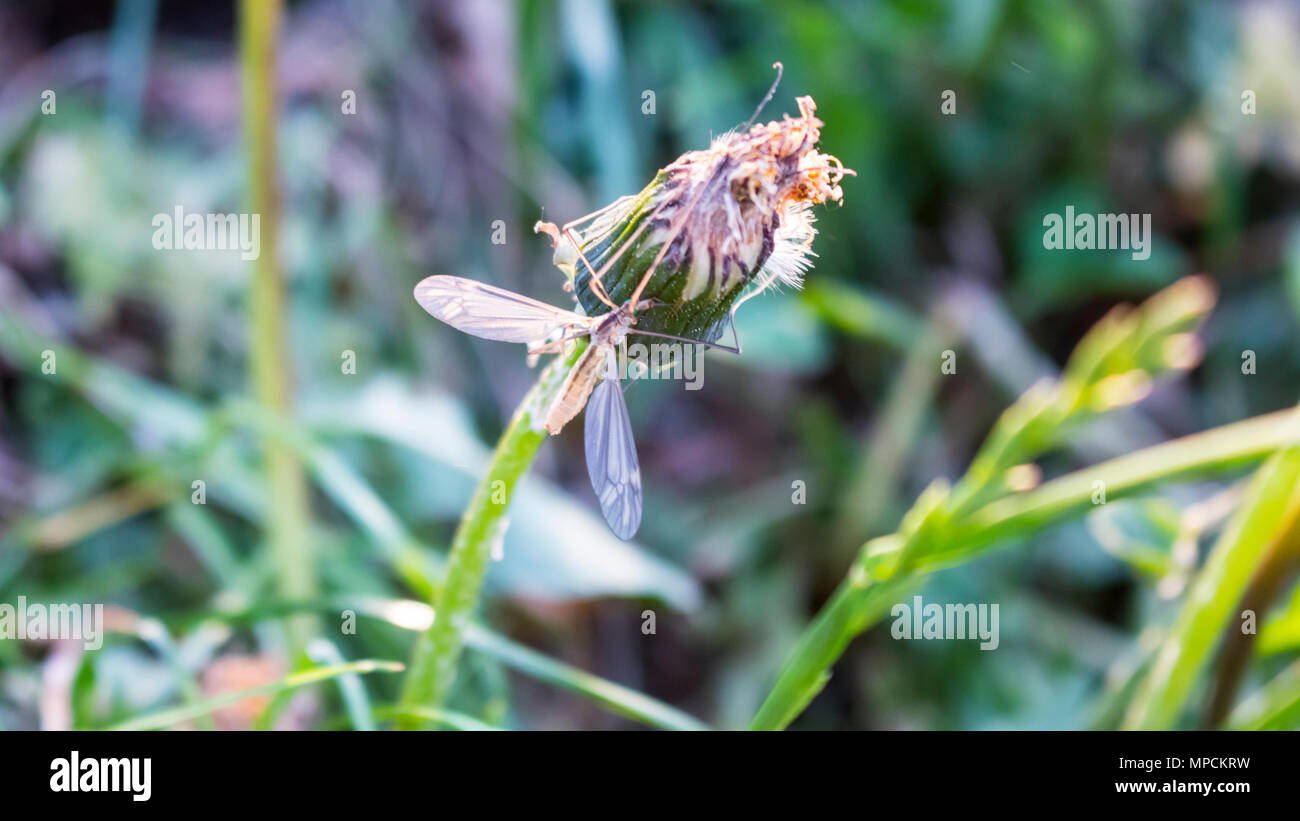 Midge bite hi-res stock photography and images - Alamy