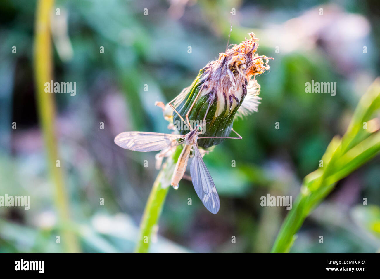 Winged gnat bug insect Stock Photo - Alamy