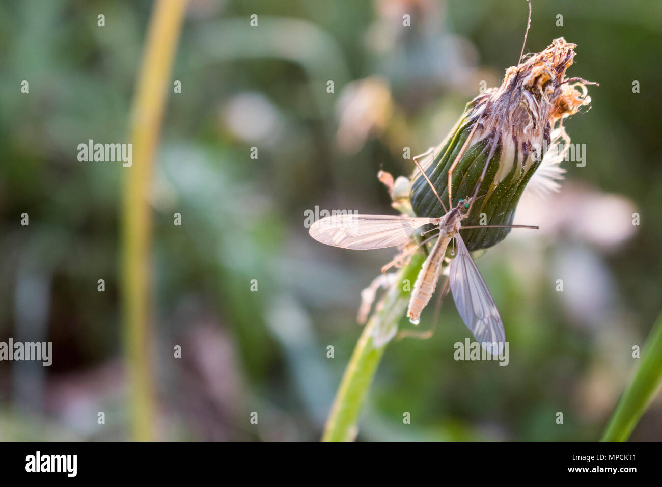 Winged gnat bug insect Stock Photo - Alamy