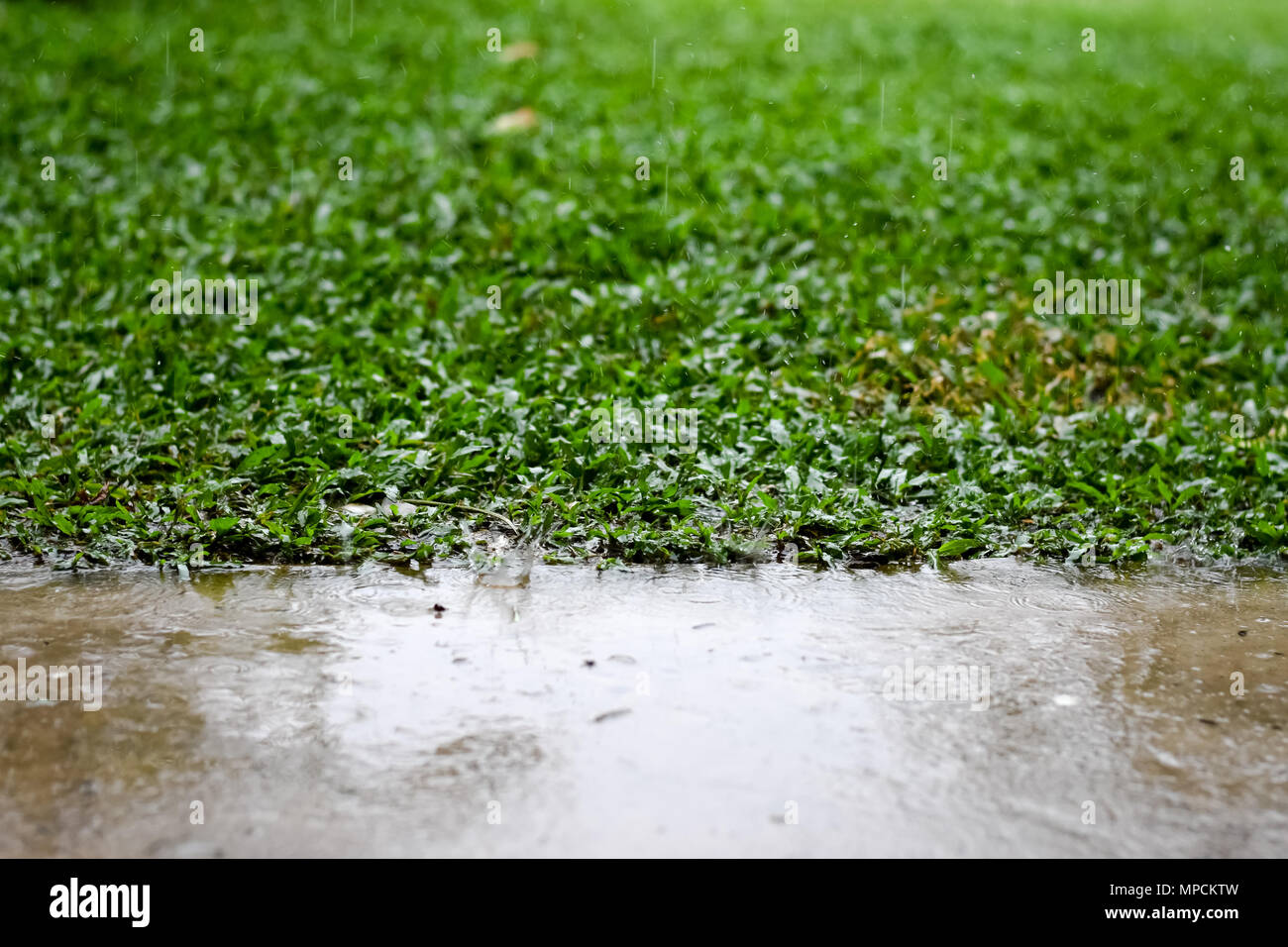 Grass after the rain hi-res stock photography and images - Alamy