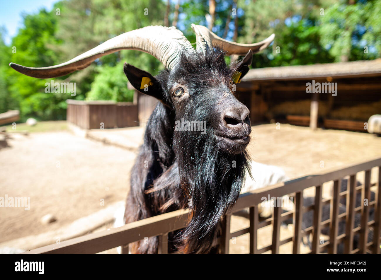 Black horned goat looks hi-res stock photography and images - Alamy