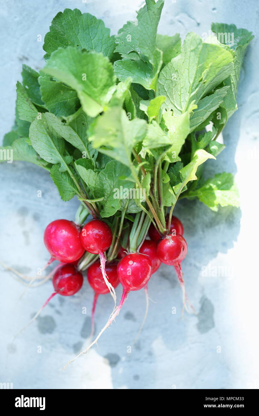 Round red radish Stock Photo - Alamy