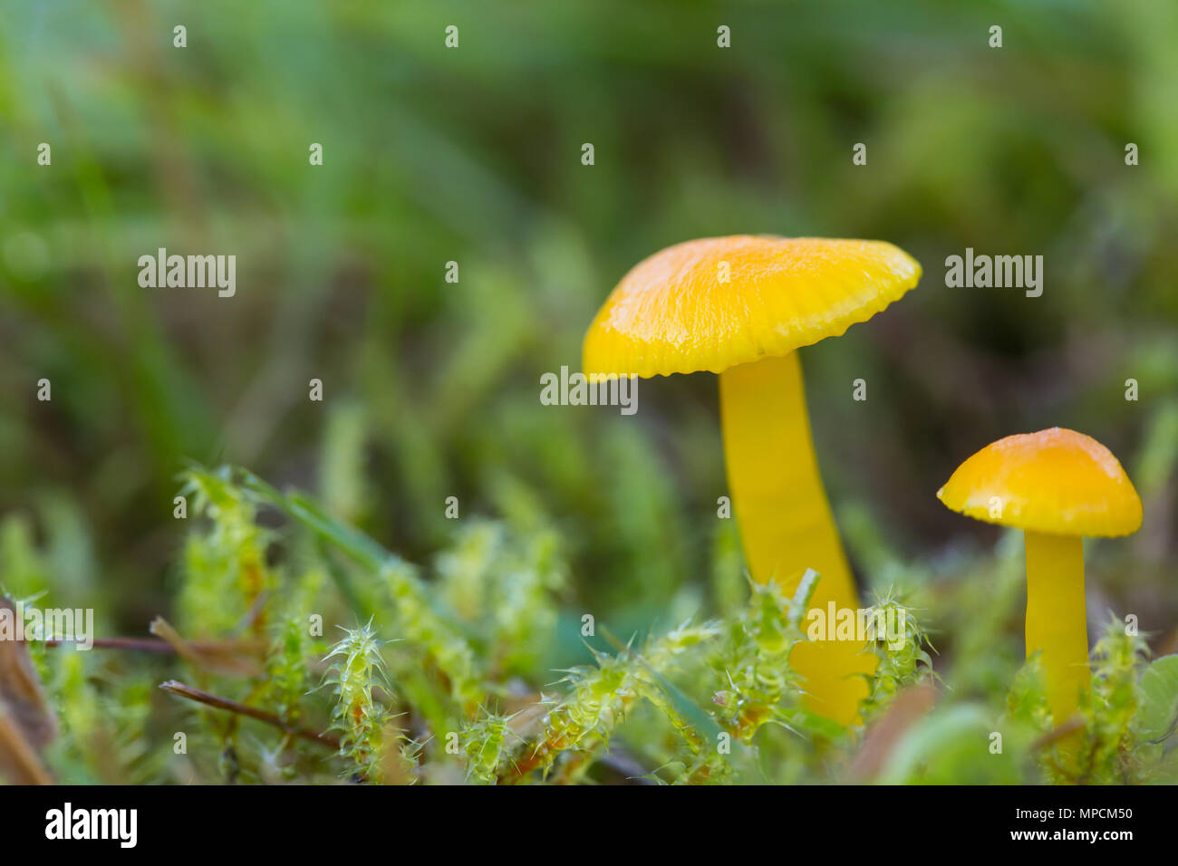Butter waxy cap Stock Photo - Alamy