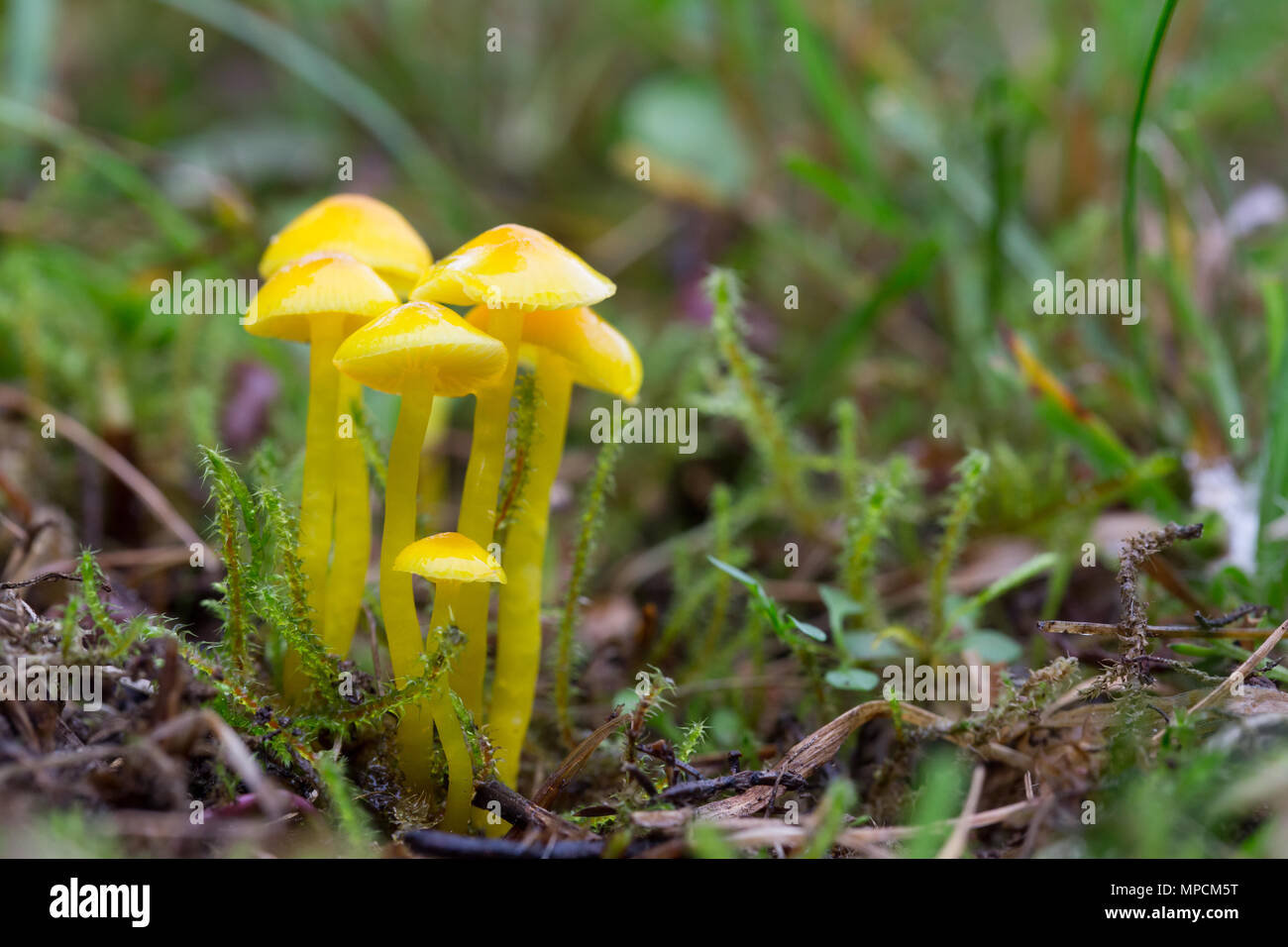 Butter cap fungi hi-res stock photography and images - Alamy