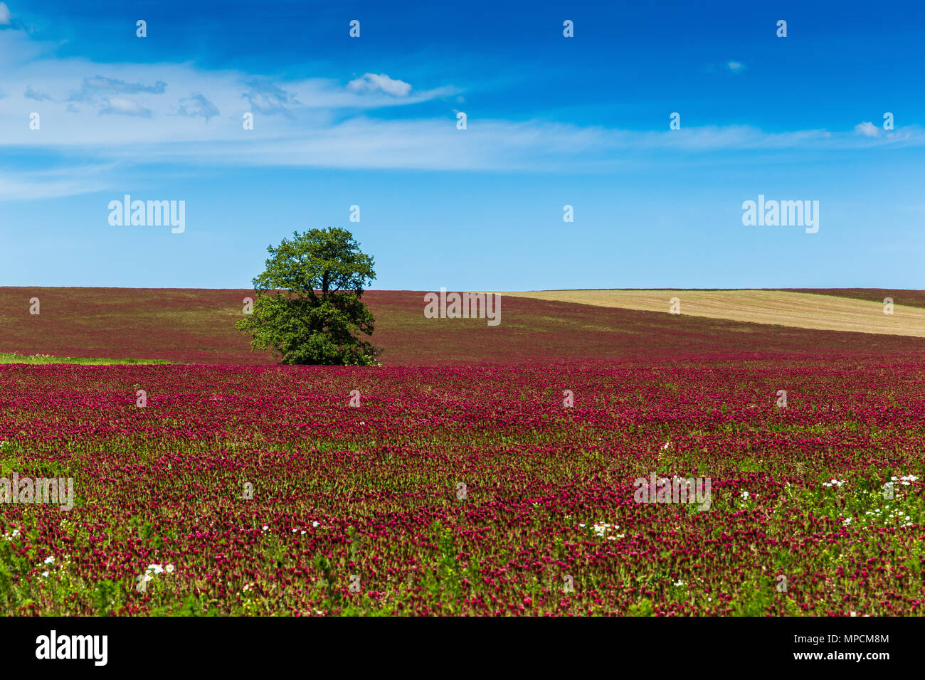 Red clover field and blue sky in summer day Stock Photo - Alamy
