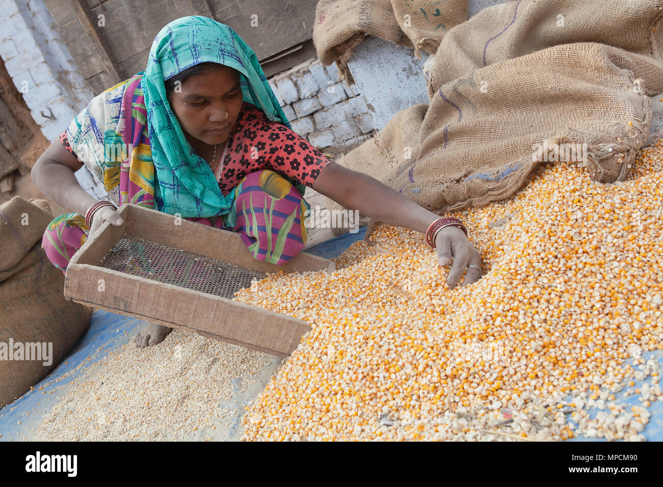India, Uttar Pradesh, Faizabad, A woman winnowing corn Stock Photo - Alamy