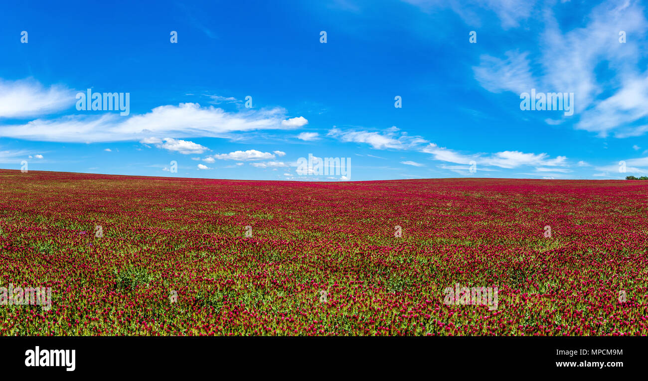 Crimson clover field hi-res stock photography and images - Alamy