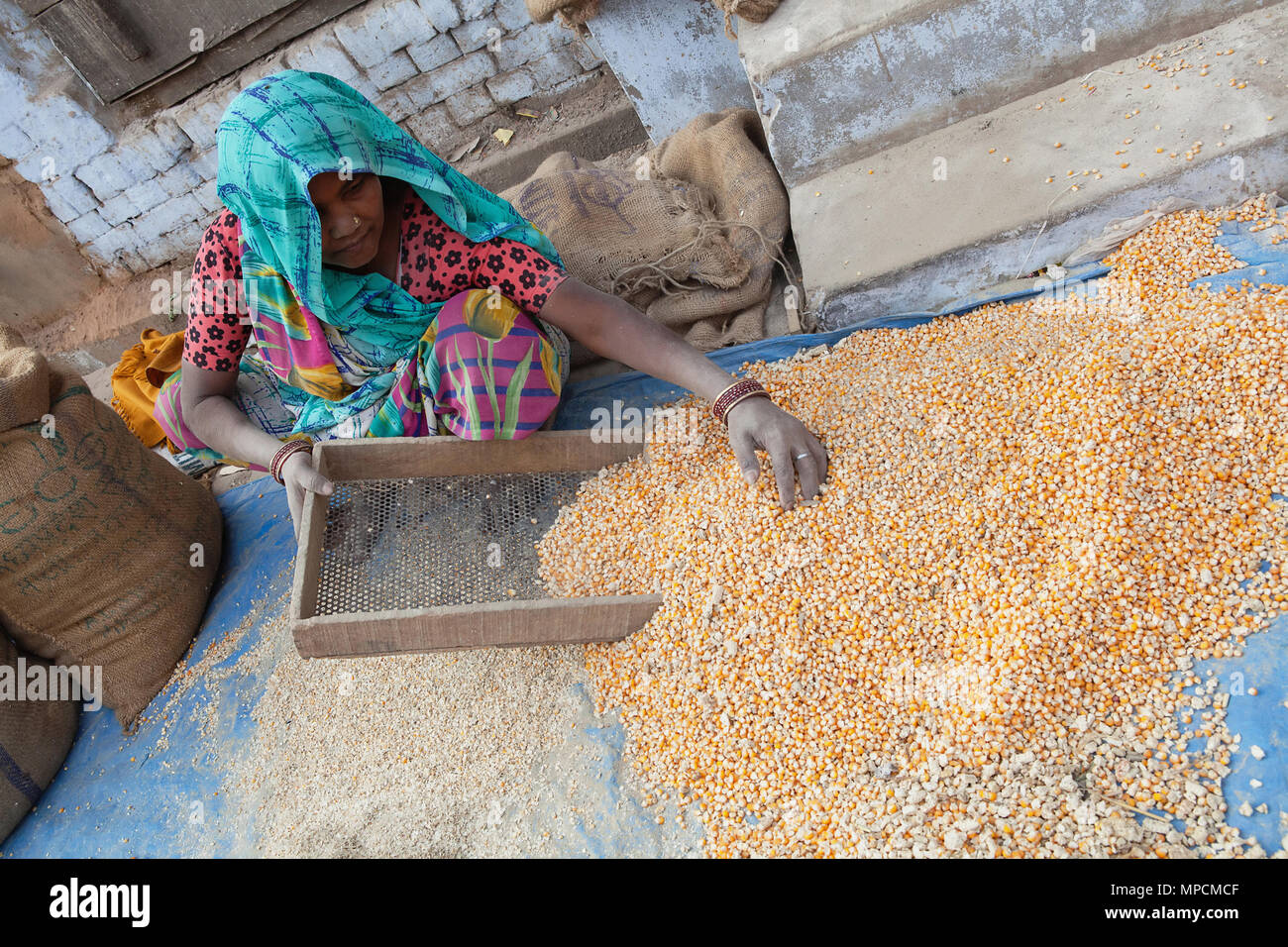 India, Uttar Pradesh, Faizabad, A woman winnowing corn Stock Photo - Alamy
