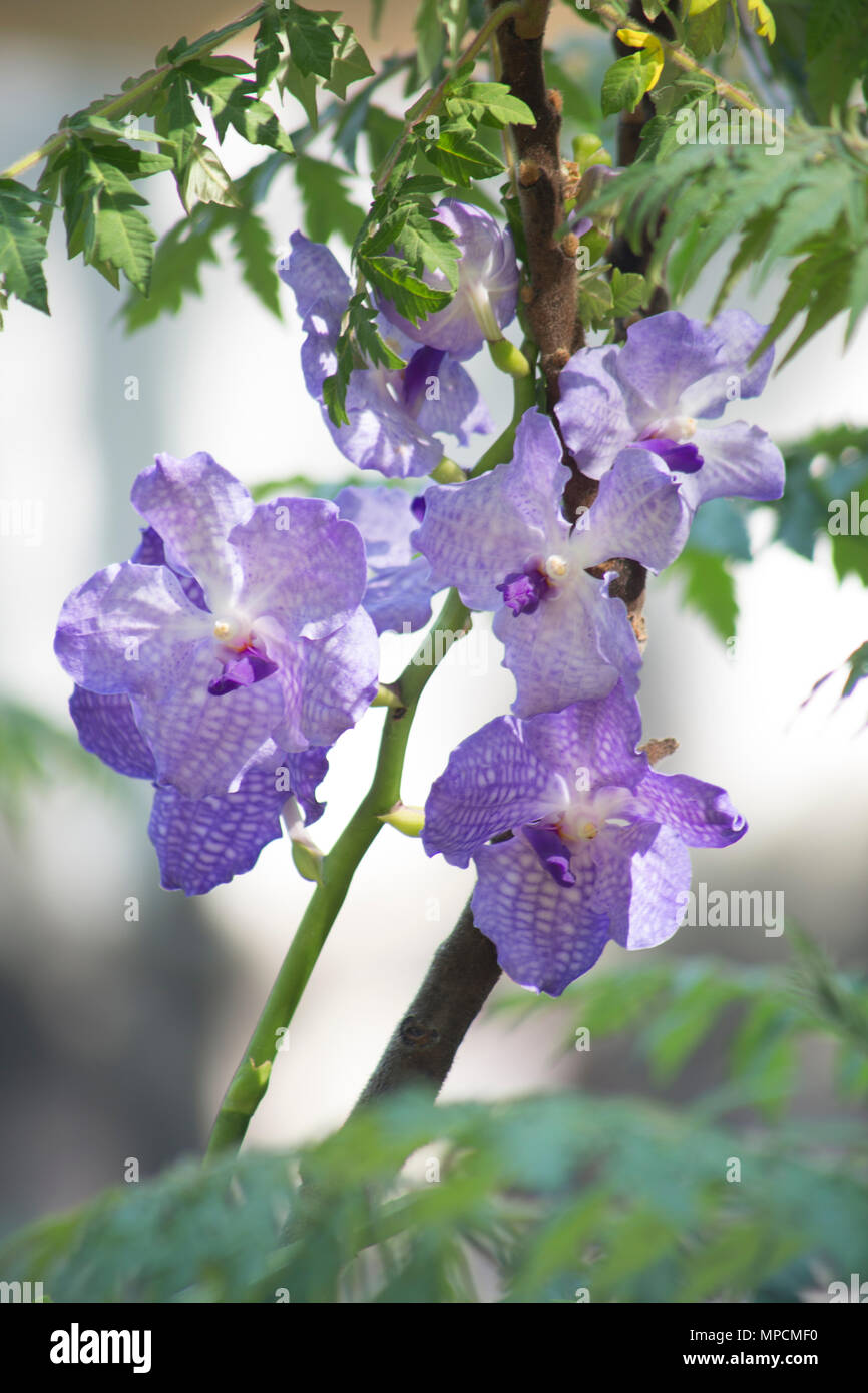 Chelsea show garden designer sarah eberle hi-res stock photography and ...
