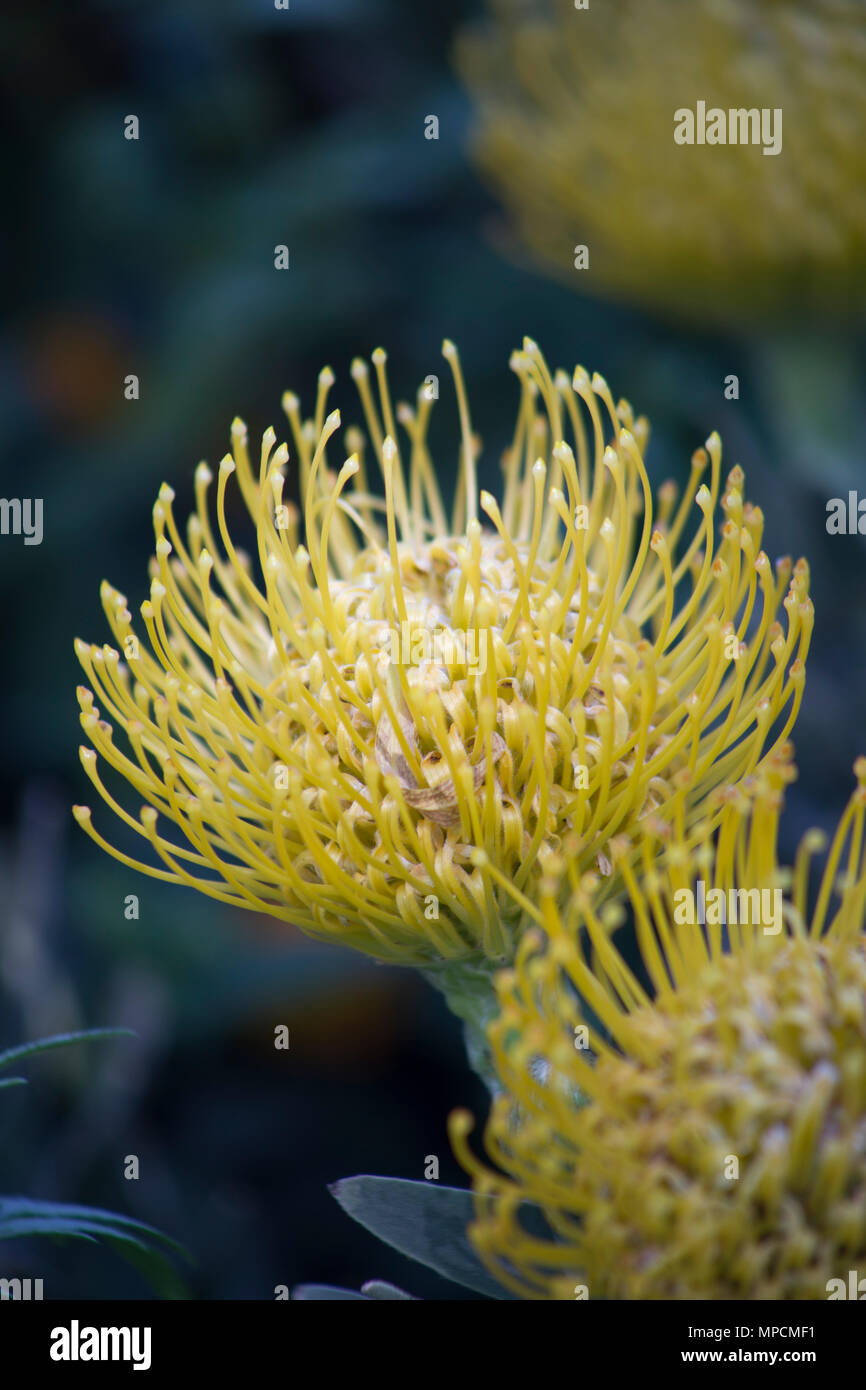 British Council Garden - India: A Billion Dreams. Designer: Sarah ...