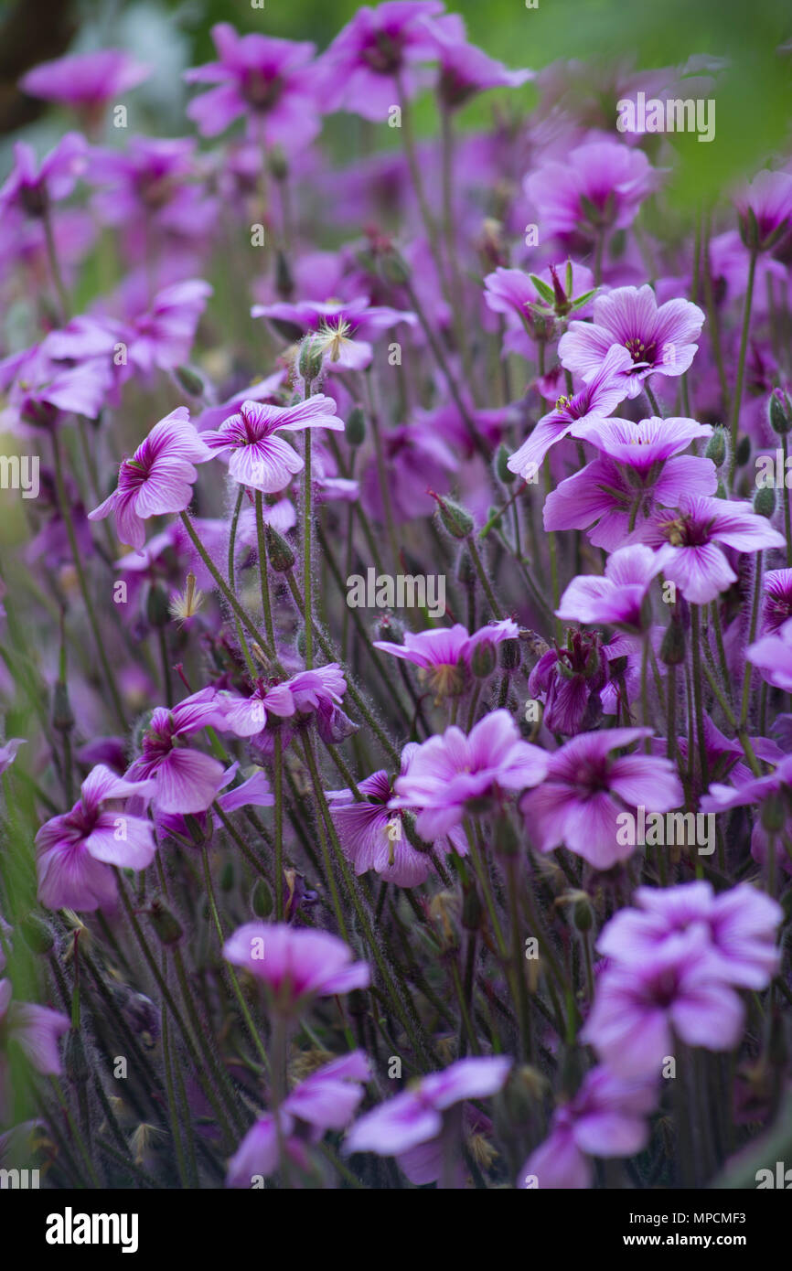 British Council Garden - India: A Billion Dreams. Designer: Sarah ...