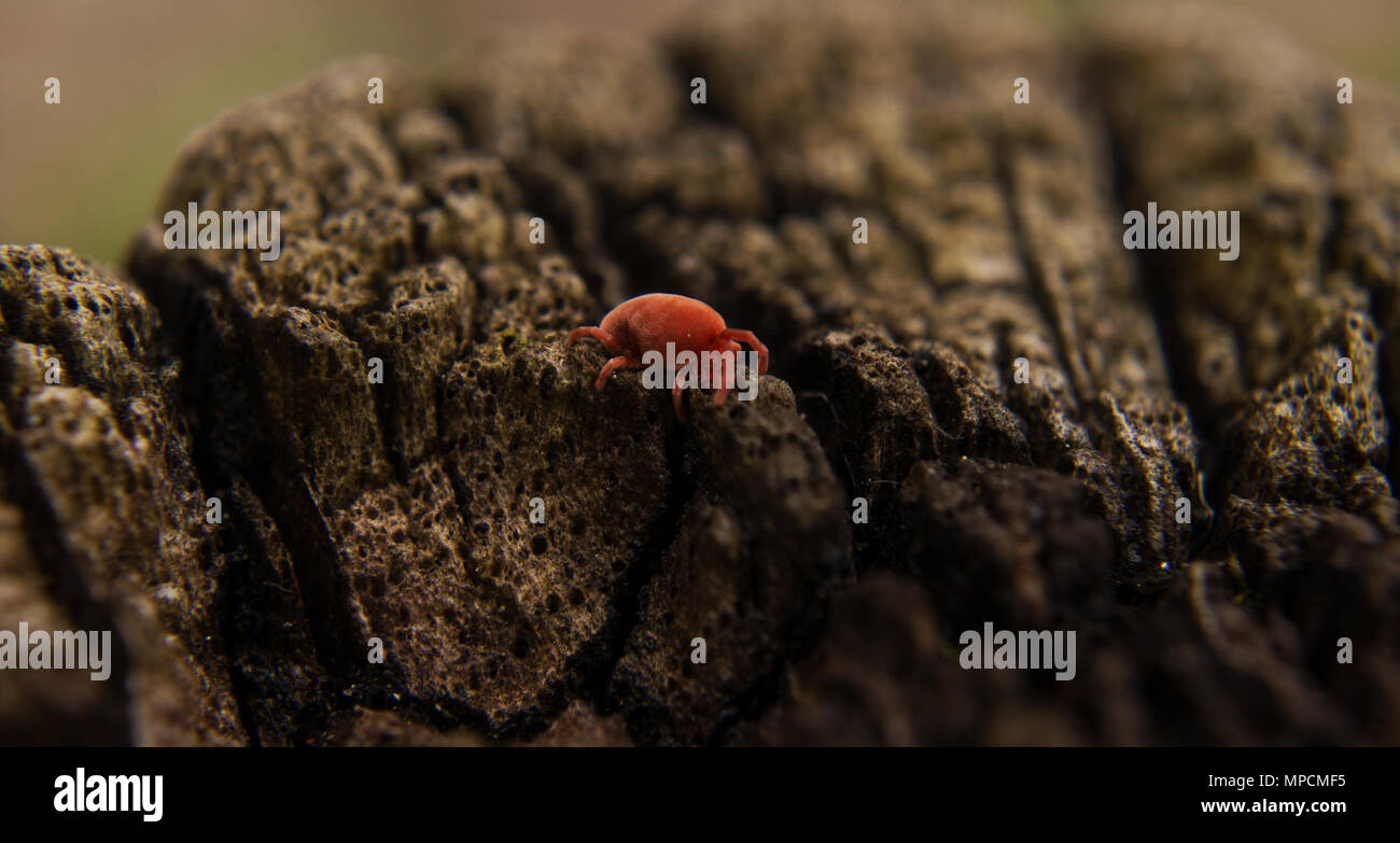 Red velvet mite macro photo Stock Photo - Alamy