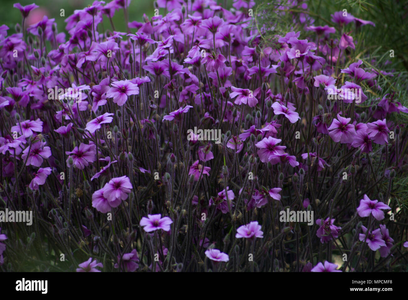 Chelsea show garden designer sarah eberle hi-res stock photography and ...