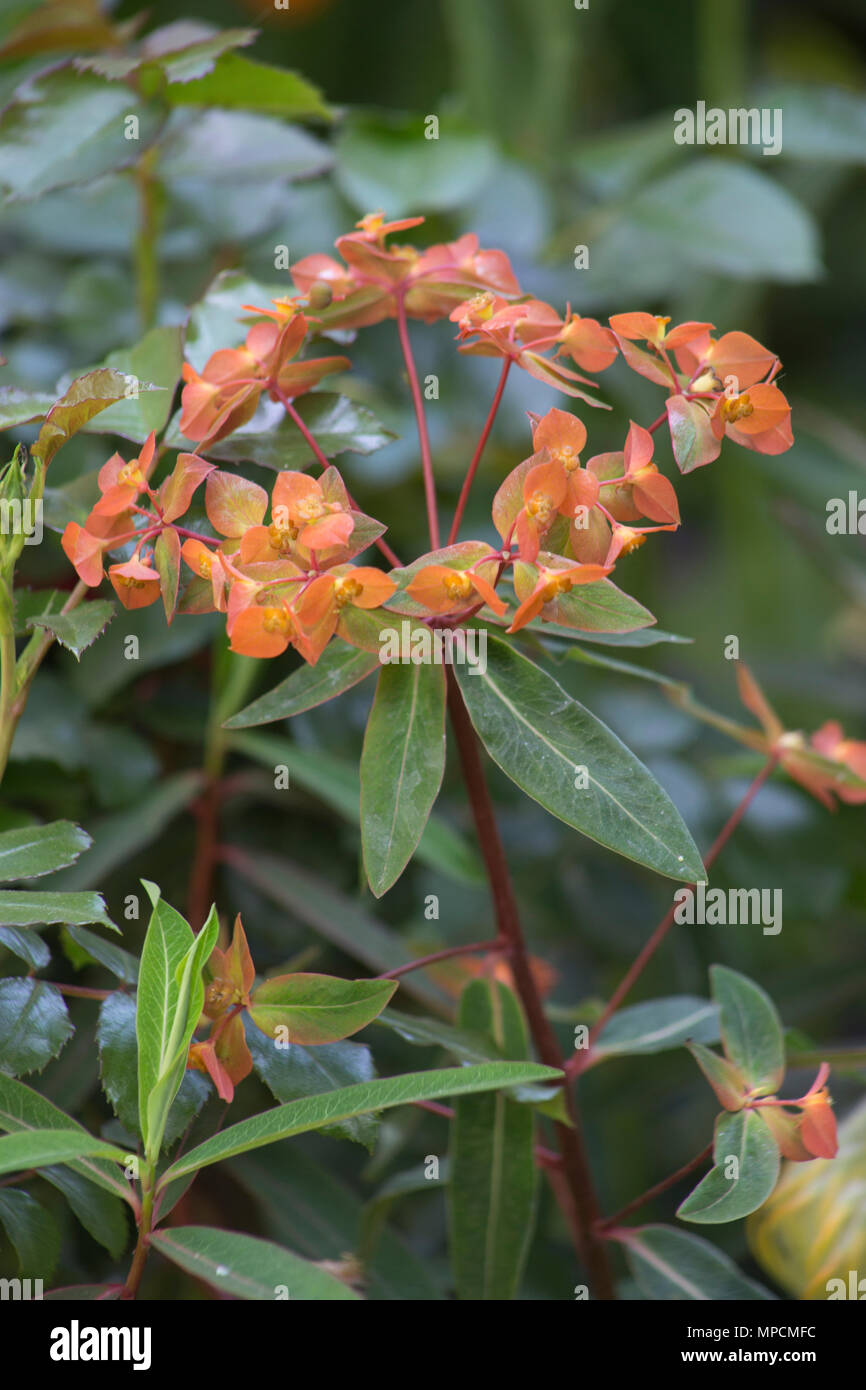 Chelsea show garden designer sarah eberle hi-res stock photography and ...
