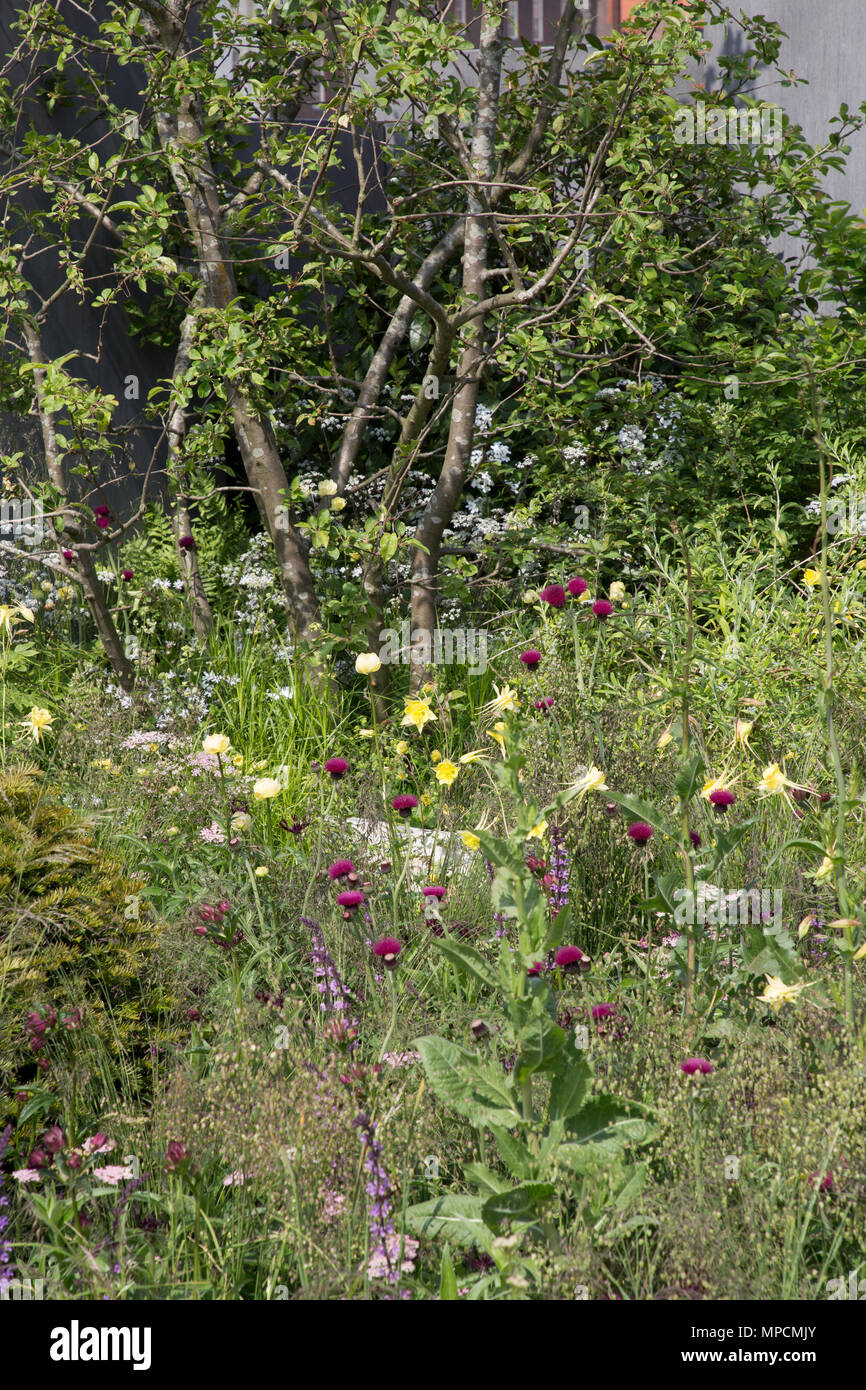 The Myeloma UK Garden. Designers: John Everiss, Francesca Murrell ...
