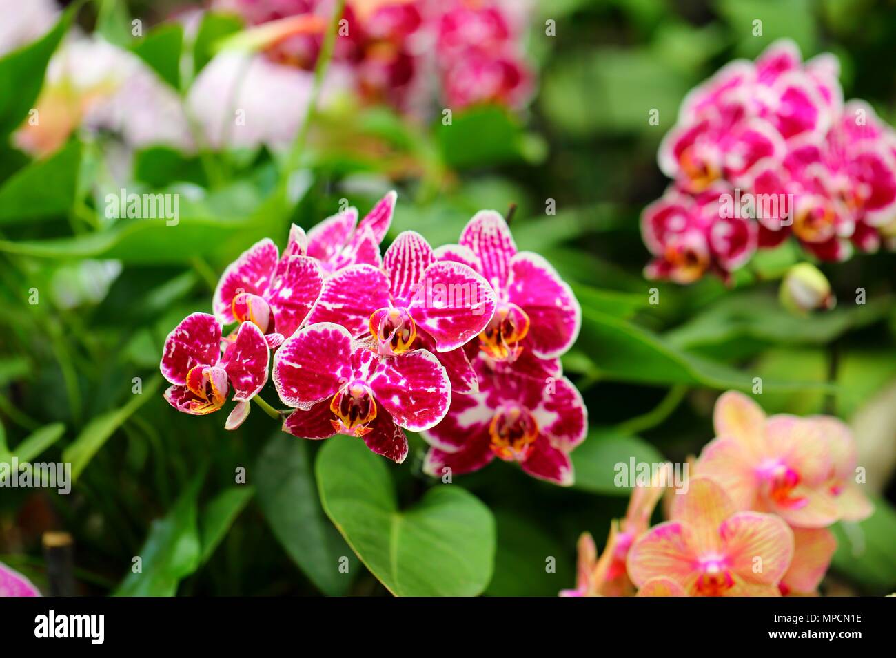Beautiful orchid flower in tropical garden Stock Photo - Alamy