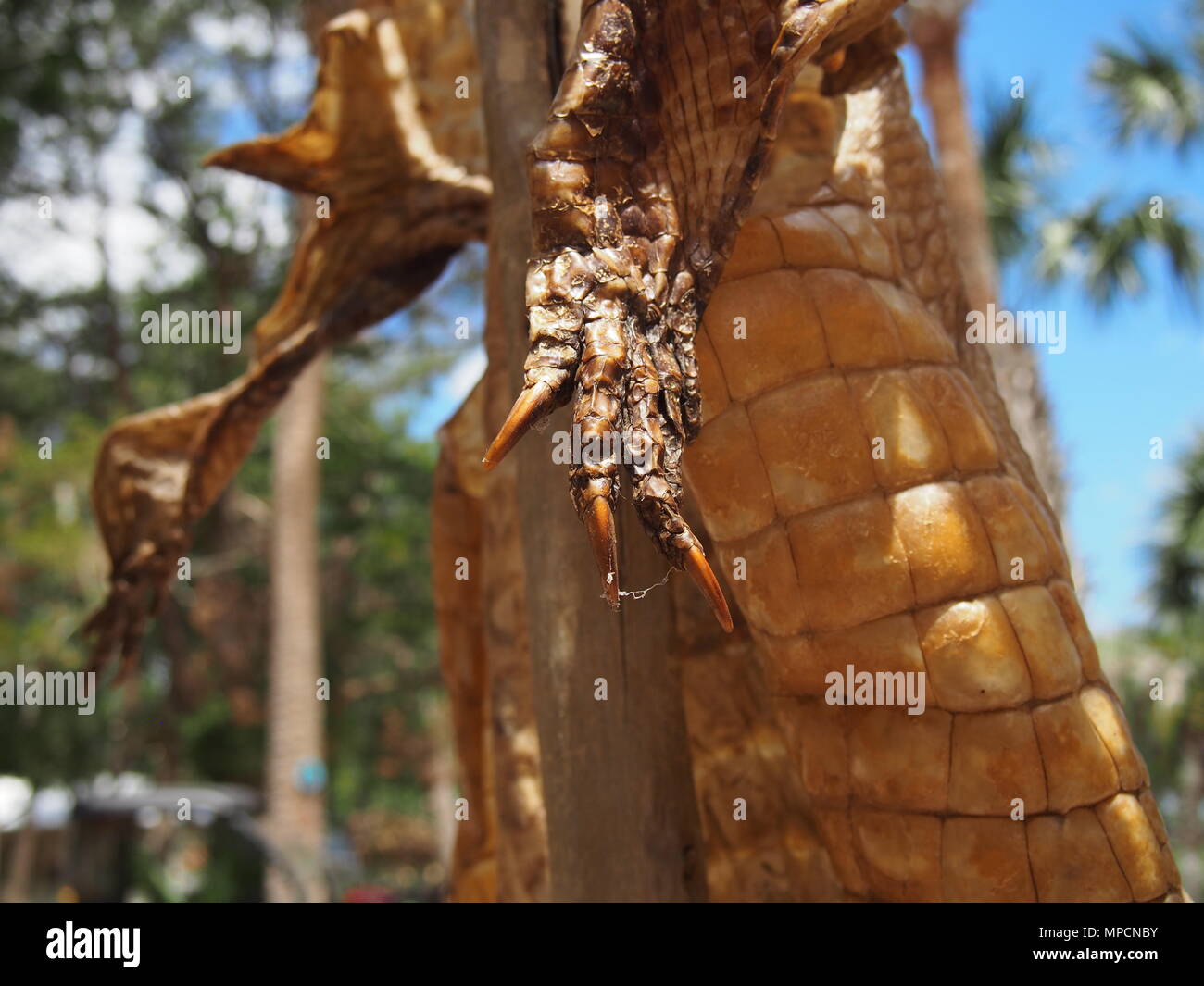 Dead alligator hi-res stock photography and images - Alamy