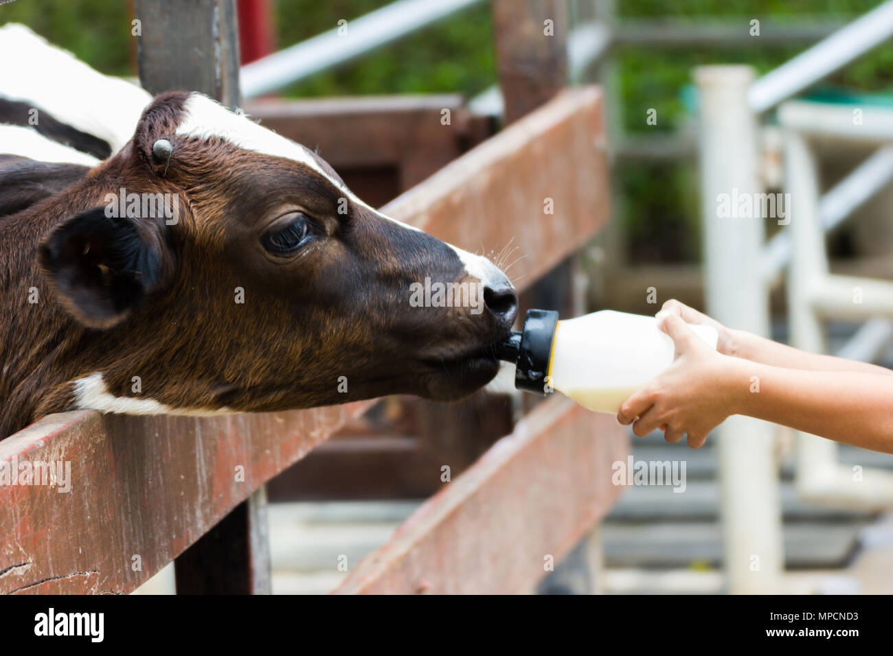 Closeup - Baby cow feeding on milk bottle by hand child in Thailand ...