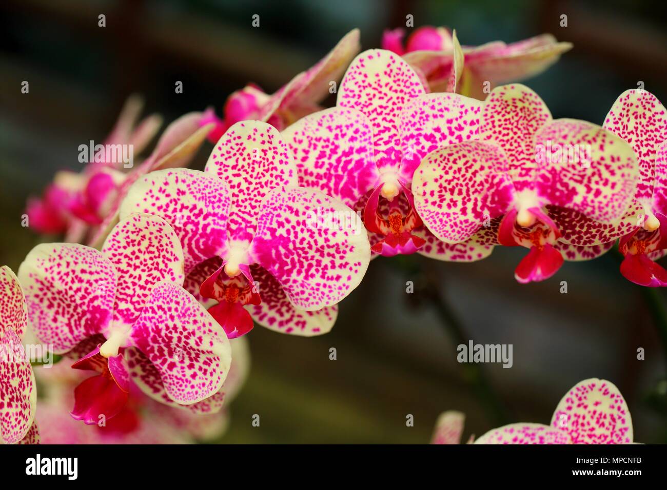 Beautiful orchid flower in tropical garden Stock Photo - Alamy