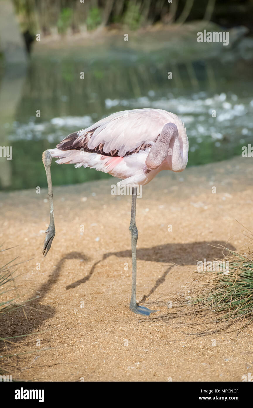 young flamingo preening its feathers with its bill Stock Photo - Alamy