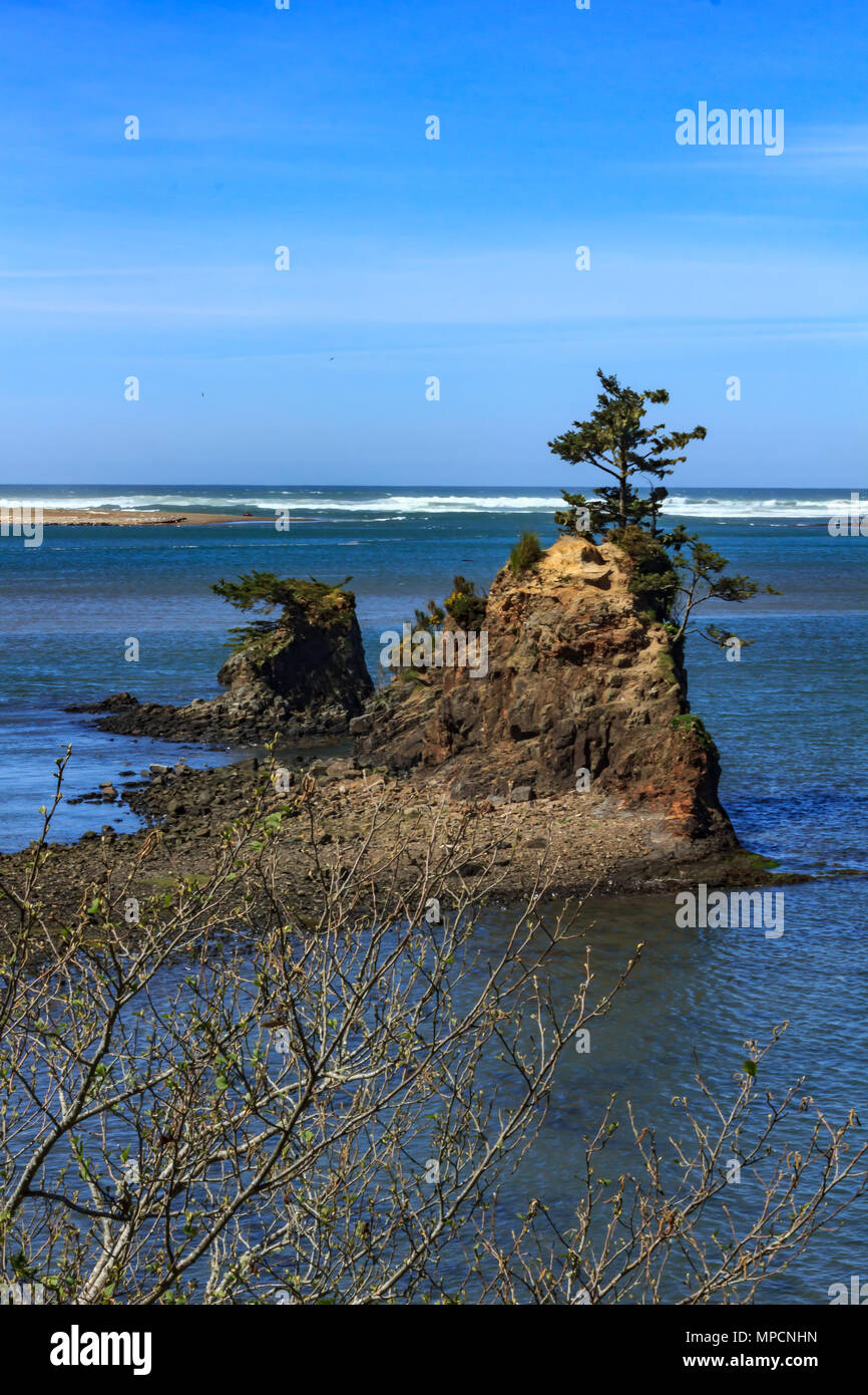 Pine tree growing out rock hi-res stock photography and images - Alamy