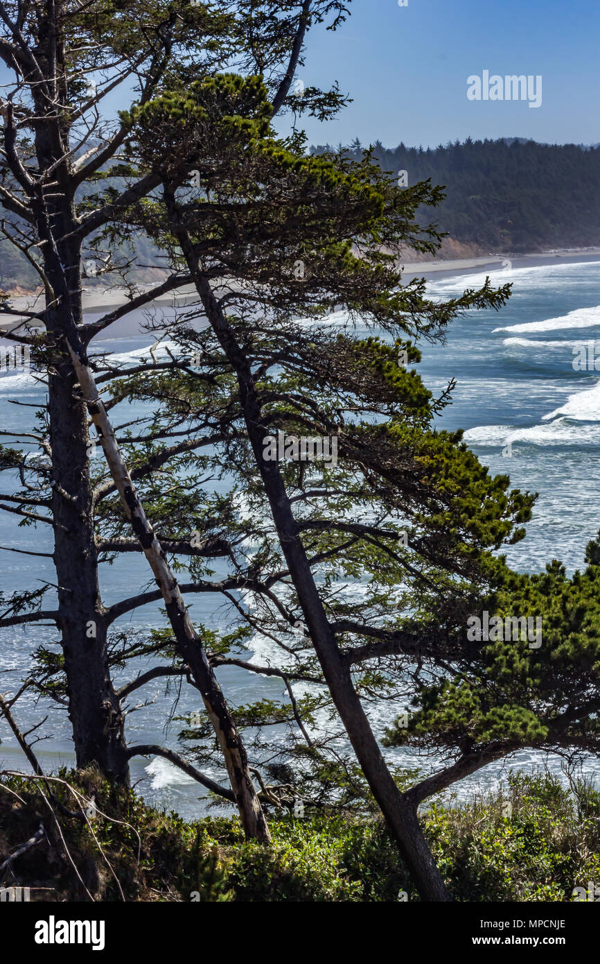 Ocean view behind pine trees hi-res stock photography and images - Alamy