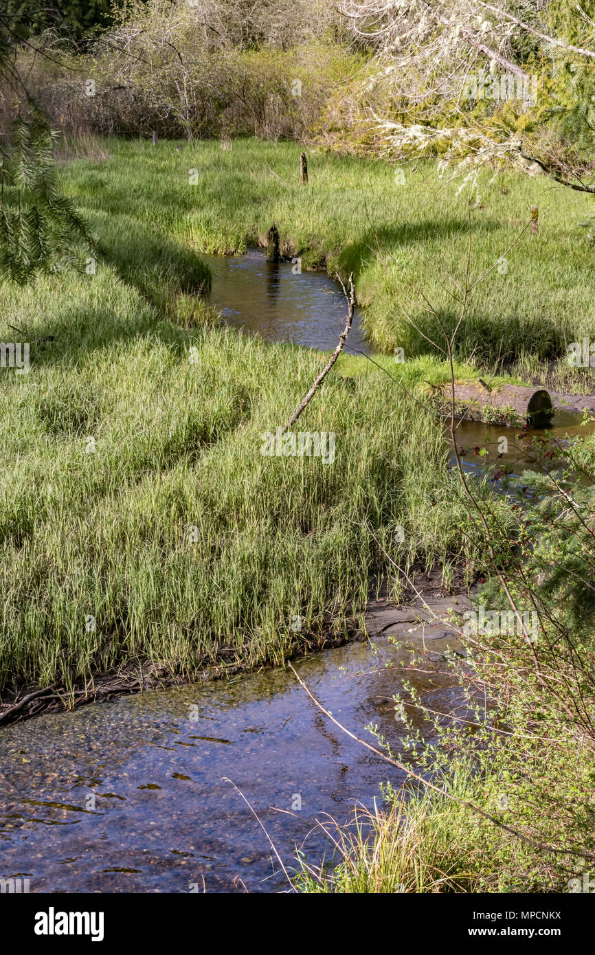 stream flowing through tall grasslands Stock Photo - Alamy