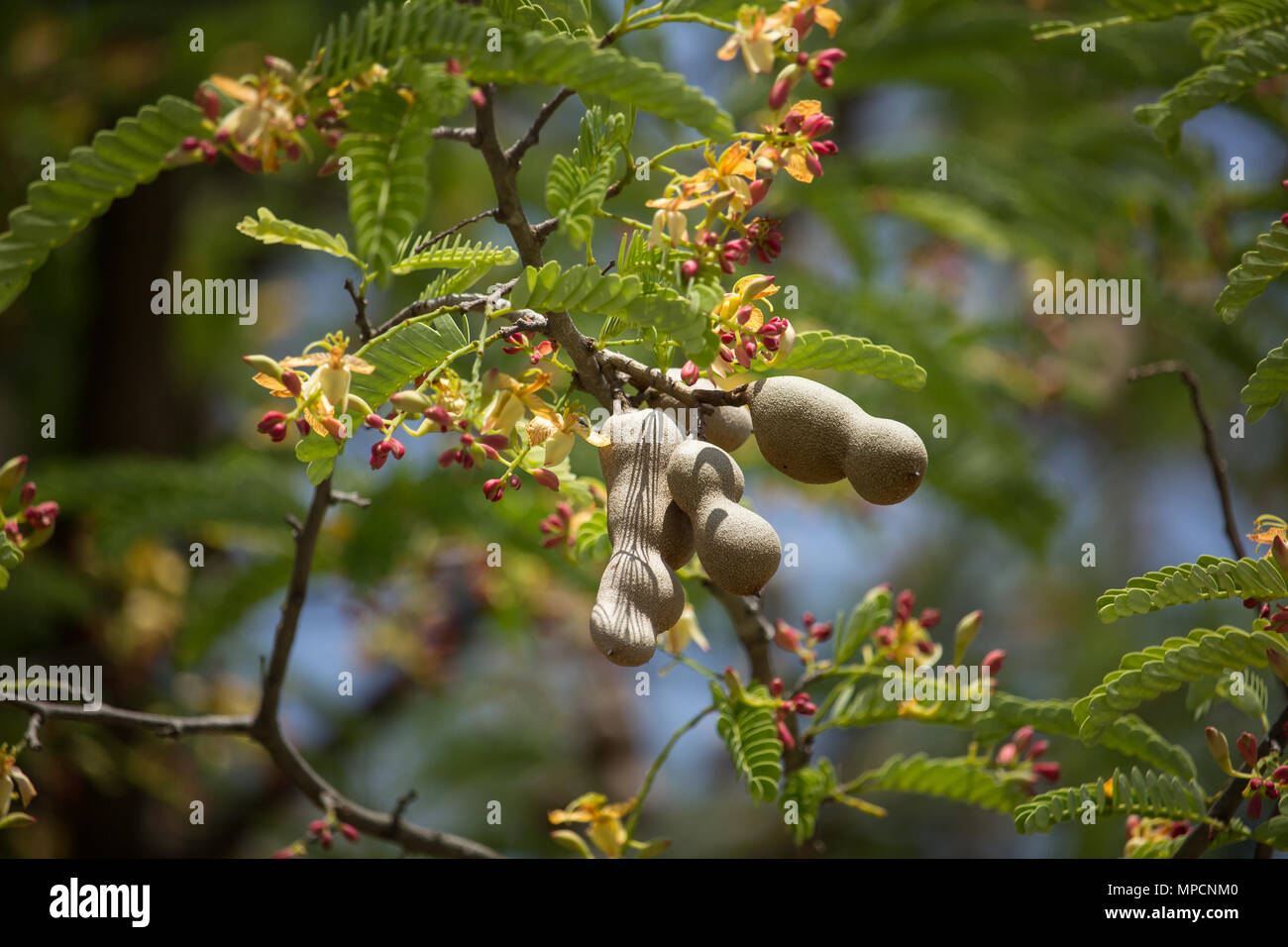 Tamarine tree hi-res stock photography and images - Alamy