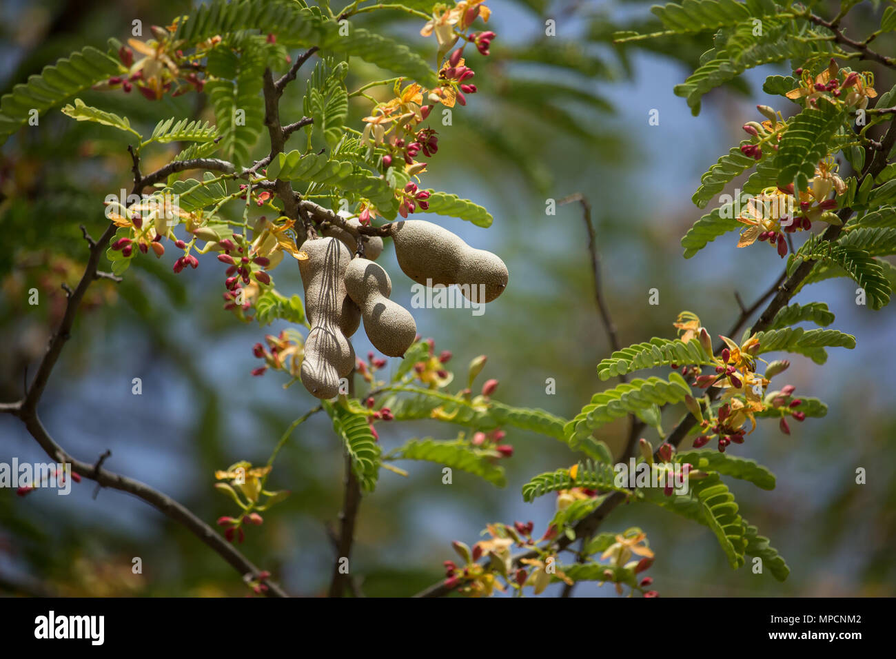 Tamarine tree hi-res stock photography and images - Alamy