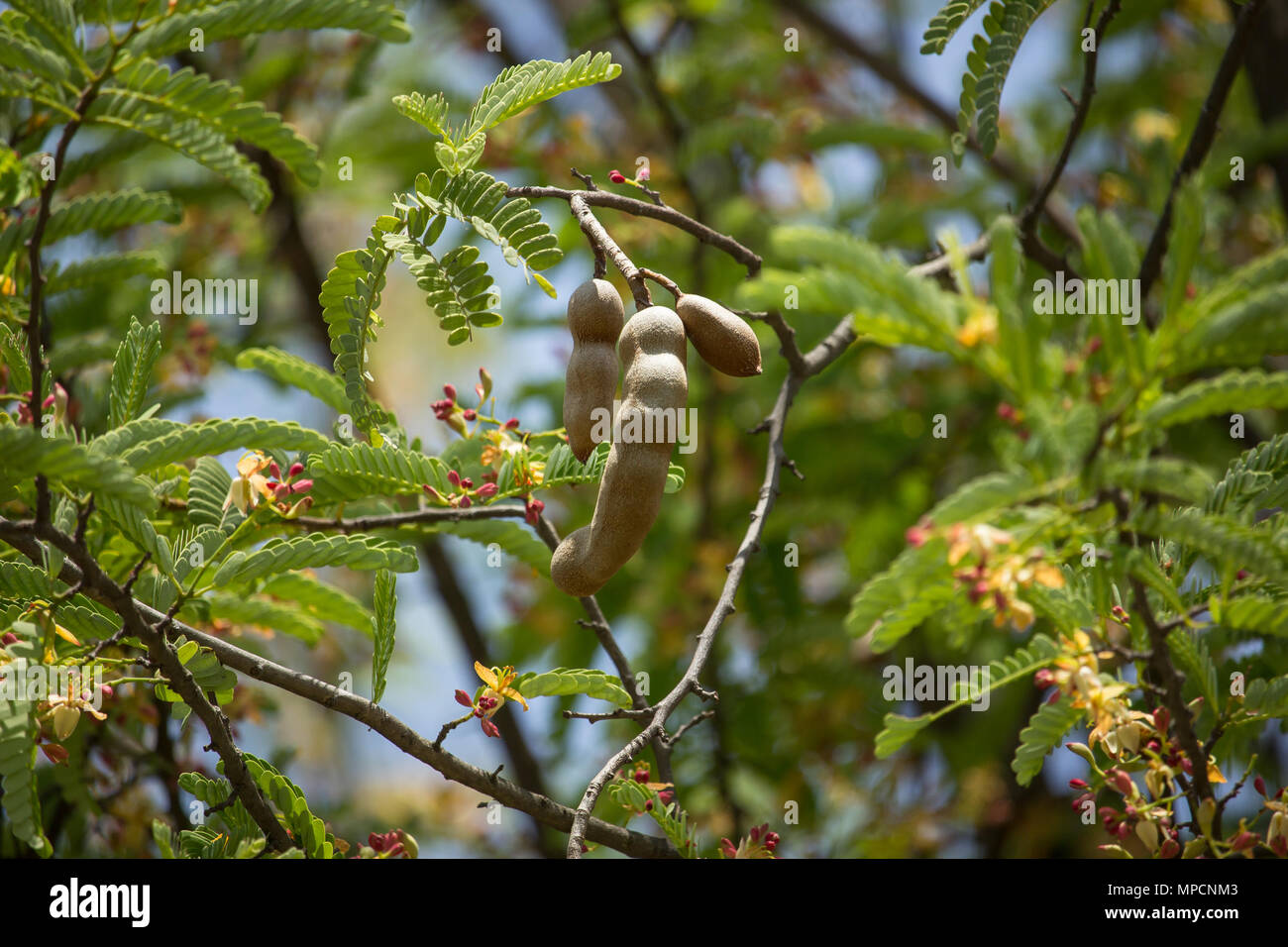Tamarine tree hi-res stock photography and images - Alamy