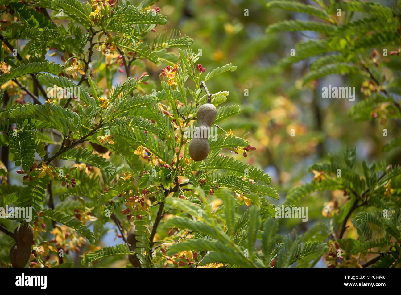 Tamarine tree hi-res stock photography and images - Alamy