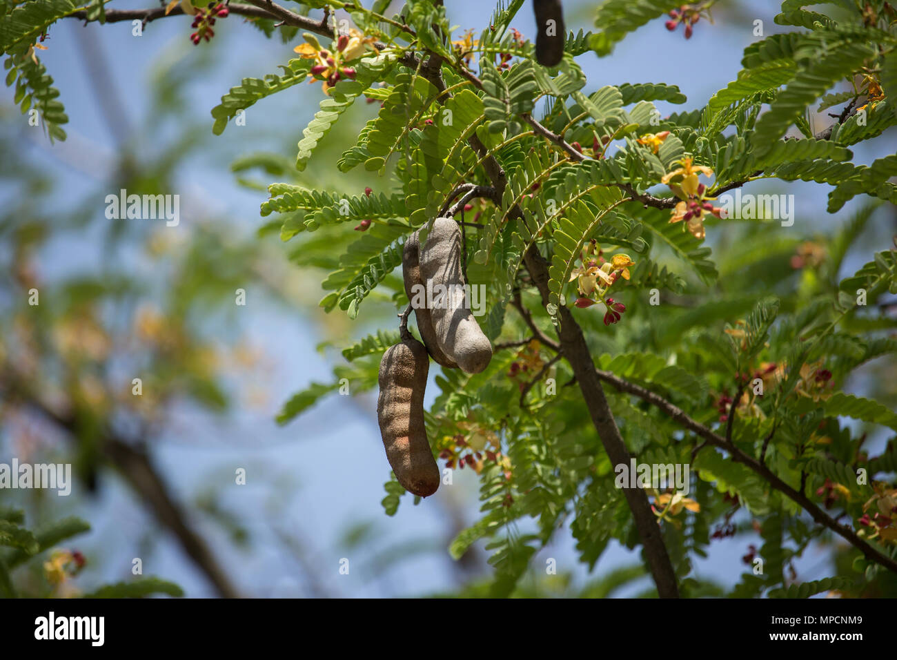 Tamarine hi-res stock photography and images - Alamy