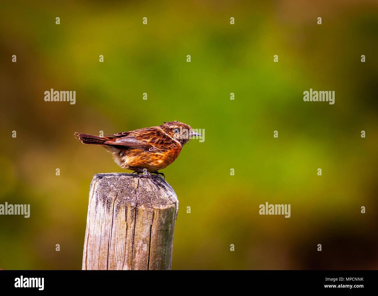 Female stonechat hi-res stock photography and images - Alamy