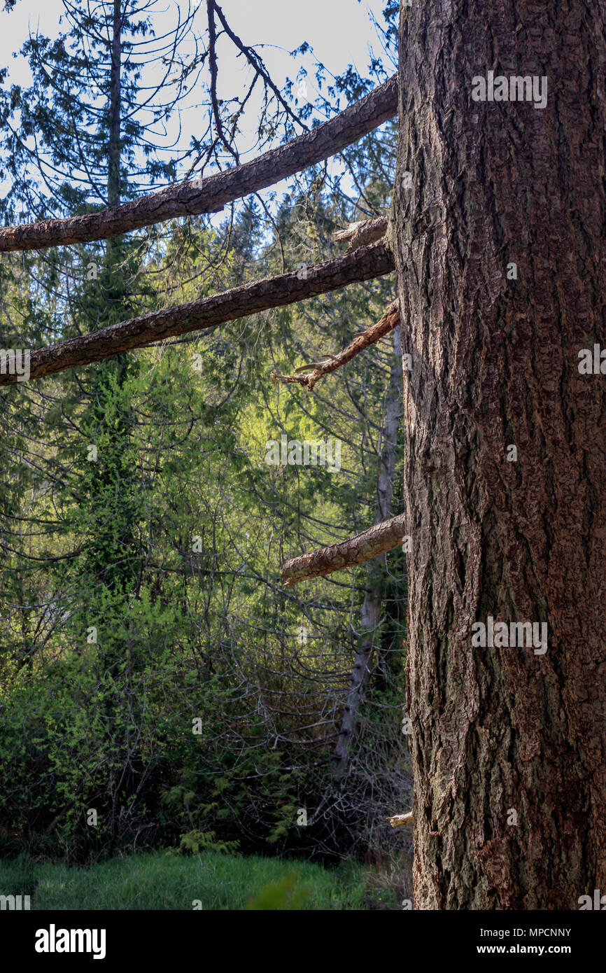 forest behind pine tree trunk Stock Photo - Alamy