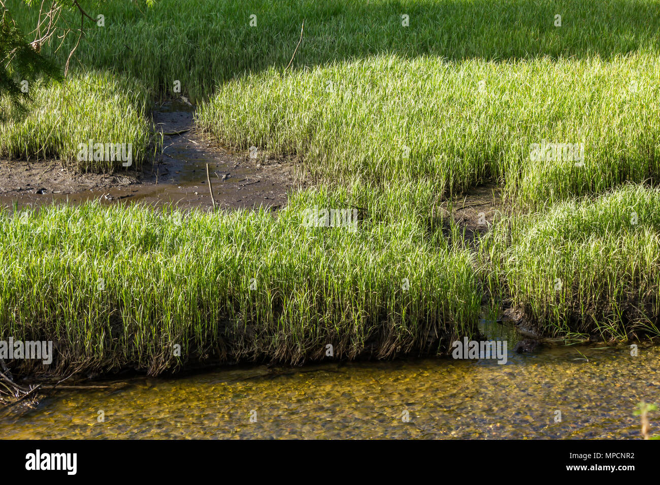 grass growing on edge of shallow water Stock Photo - Alamy