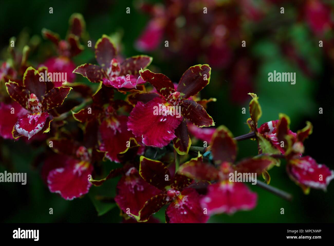 Rhynchostylis orchid flower bloom in hi-res stock photography and ...